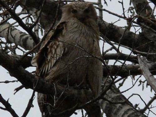 Valery Shokhrin - Blakistons Fish Owl and Eurasian Eagle Owl in ...