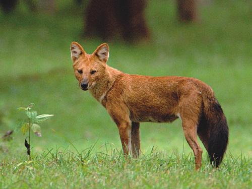 Gopi Govindan Veeraswami - Conserving the Endangered Asiatic Wild Dog ...