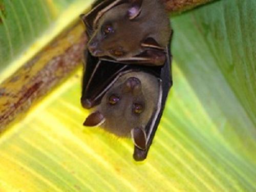 Sanjan Thapa - Altitudinal Variation in Bats, Understanding People’s ...