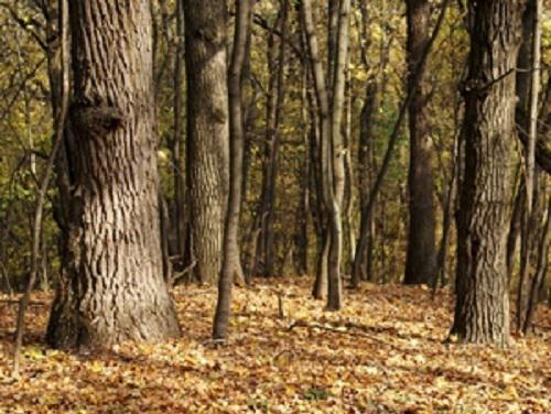 Stanislav G. Viter - The International Year of Forests in the ...