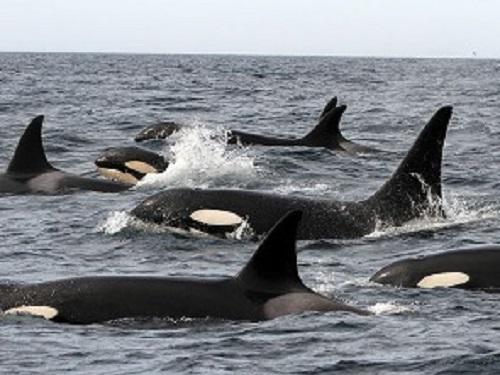 Olga Filatova - Conservation of Killer Whales (Orcinus orca) in the ...