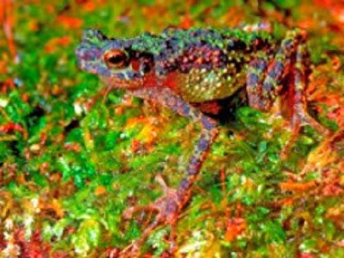 Jia Jet Ong - Ecology and Conservation of Ansonia latidisca, the ...