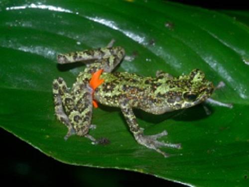 Jia Jet Ong - Ecology and Conservation of Ansonia latidisca, the ...