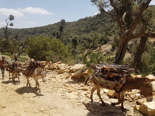 Daniel Hagos BERHE - Identification and Prioritization of Deforestation ...
