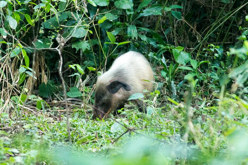 Anagaw Atickem Meshesha - Studies on the Cryptic Mammal Species of ...