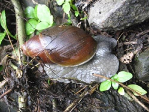 Victor Borda Pua - Conservation of Giant Land Snails (Megalobulimus spp ...