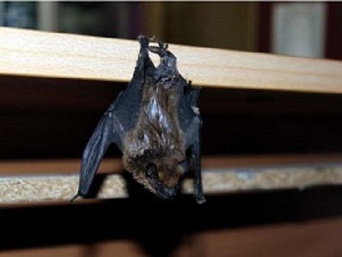 Igor Prokofyev - Creation of Sustainable Partnership for Conservation ...