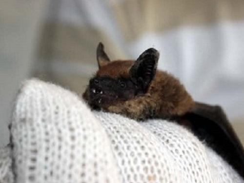 Igor Prokofyev - Creation of Sustainable Partnership for Conservation ...