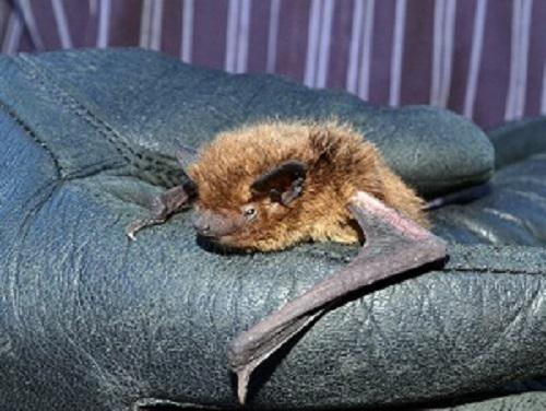 Igor Prokofyev - Creation of Sustainable Partnership for Conservation ...