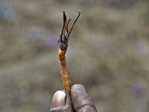 Uttam Babu Shrestha - Distribution Modeling and Conservation of ...