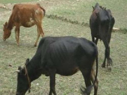 Surendra Wagle - Achhami Cattle Conservation Awareness Project (ACCAP ...