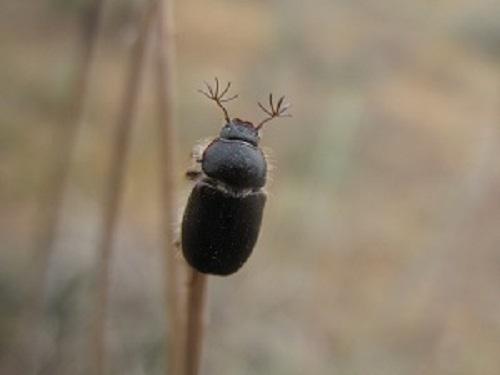 Gayane Karagyan - Identification of Priority Areas for the Conservation ...