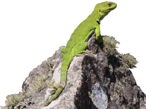 Nicolás Pelegrin - Contributions from Science and Social Awareness for ...