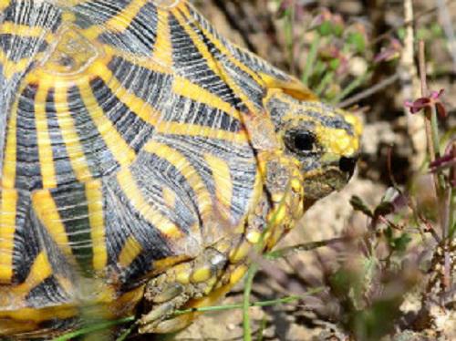 Jasper Slingsby - Management and Conservation of the Critically ...