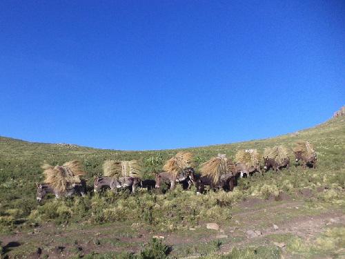 Girma Eshete Genbere - Ecology of Afroalpine Ecosystem in a Changing ...