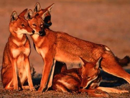 Girma Eshete Genbere - Ecology of Afroalpine Ecosystem in a Changing ...