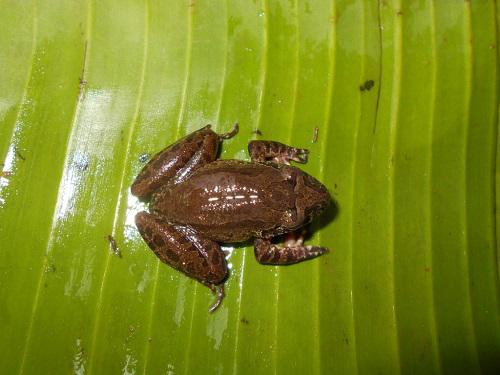 TCHASSEM FOKOUA ARNAUD MARIUS - Influence of Anthropogenic Activities ...