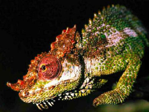 Stephen Marcus Philip Spawls - Production of a Free, Downloadable Atlas ...