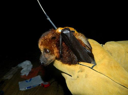 Dr Ryszard Oleksy - The Impact of the Endangered Mauritius Fruit Bat ...