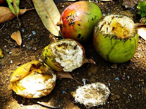 Dr Ryszard Oleksy - The Impact of the Endangered Mauritius Fruit Bat ...