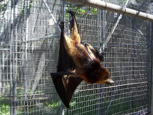 Dr Ryszard Oleksy - The Impact of the Endangered Mauritius Fruit Bat ...