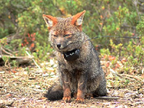 Dario Alejandro Moreira Arce - Identifying Key Habitats for the ...