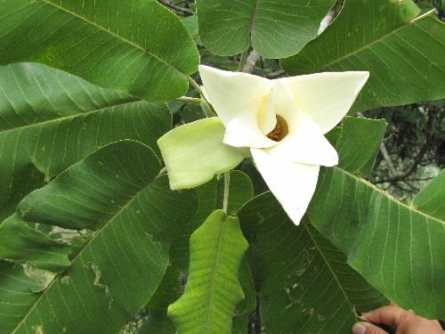Tarin Toledo Aceves - Seed Trees for Cloud Forest Restoration - The ...