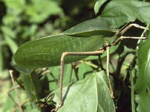 Rob Small - Investigating the Uptake and Success of Insect Farming in ...