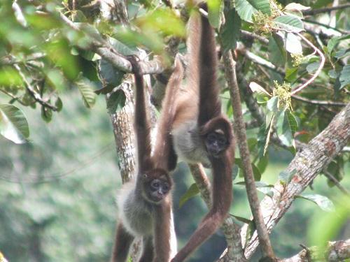 Andres Link - Effects of Deforestation on the Behavioural Ecology of ...
