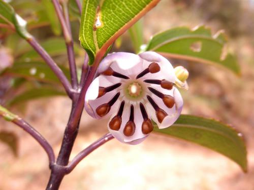 Diego Franco Paredes Burneo - Delivering Taxonomic Resources Needed for ...