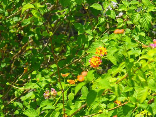 Sutomo Sutomo - Conservation of Tropical Savanna Ecosystem through ...