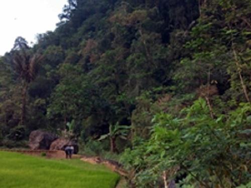 Sena Adi Subrata - Civet Coffee Saves Biodiversity: Obtaining Civet’s ...