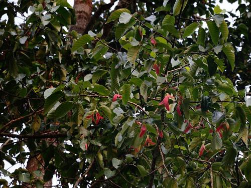 Dr Shovan Dattagupta - Conservation Initiative of Dipterocarpus ...