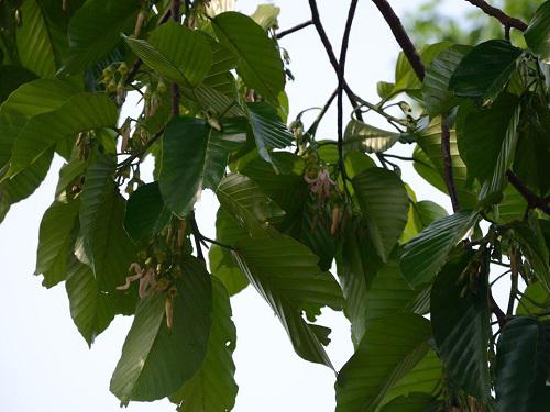 Dr Shovan Dattagupta - Conservation Initiative of Dipterocarpus ...