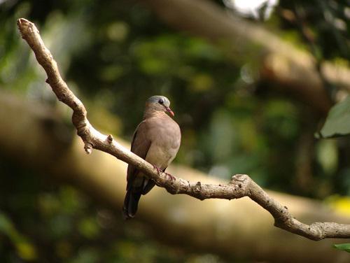 Robin Cameron Whytock - Conservation of Bird Communities Under Threat ...