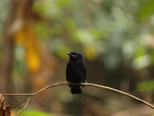 Robin Cameron Whytock - Conservation of Bird Communities Under Threat ...