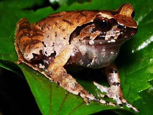 Tshering Nidup - Building Capacity in Amphibian Research in Bhutan ...