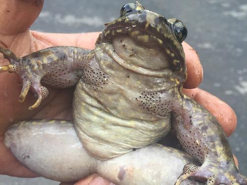 Thal Prasad Koirala - Survey on Diversity, Distribution and Threats of ...