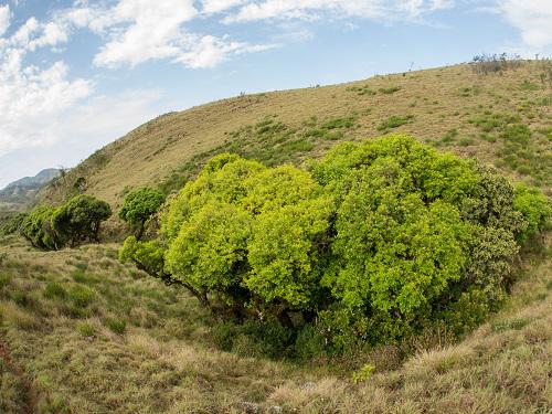 Prasanjeet Yadav - How to Manage Exotic Timber Plantations in the ...
