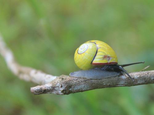 Norvis Hernández Hernández - Conservation and Management of the Endemic ...