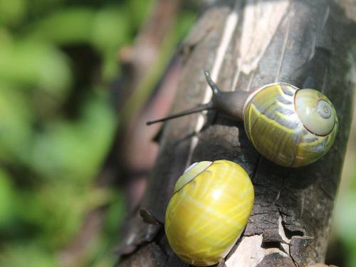 Norvis Hernández Hernández - Conservation and Management of the Endemic ...