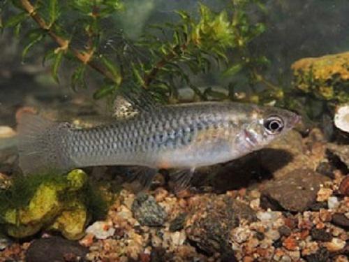 Sheila Rodríguez-Machado - Assessing Genetic Diversity of the Cuban ...