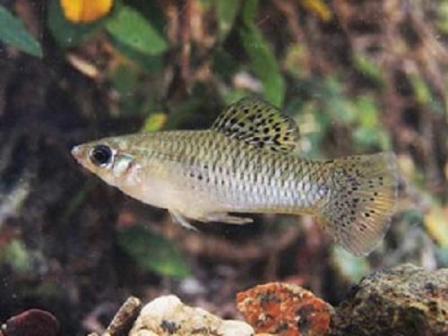 Sheila Rodríguez-Machado - Assessing Genetic Diversity of the Cuban ...