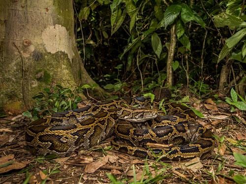 Shahriar Caesar Rahman - Ecology and Conservation of Burmese Python in ...
