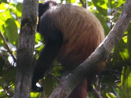 Bruna Martins Bezerra - Social Ecology of Wild Golden Backed-Uacari in ...