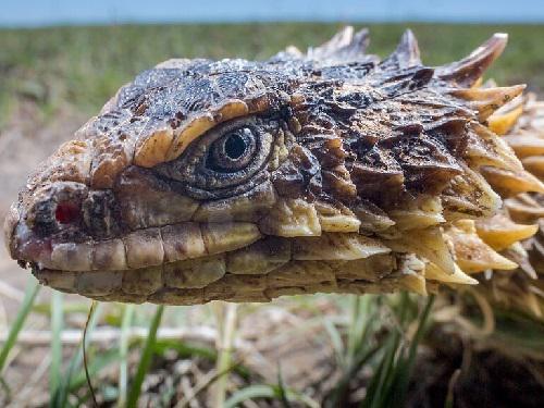 Shivan Parusnath - Population Ecology and Social Structure of the ...