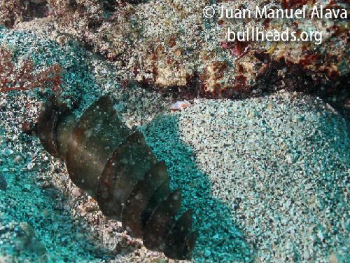 Maximilian Hirschfeld - Population Connectivity of Galapagos Bullhead ...