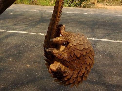 Stephen Ofori - Scaling Up Pangolin Conservation Ghana - The Rufford ...