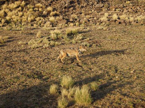 Tariku Mekonnen Gutema - Behavioral Ecology of the African Wolf and its ...