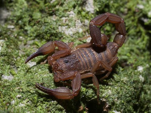 Tomás Michel Rodríguez Cabrera - Ecology and Conservation of the ...